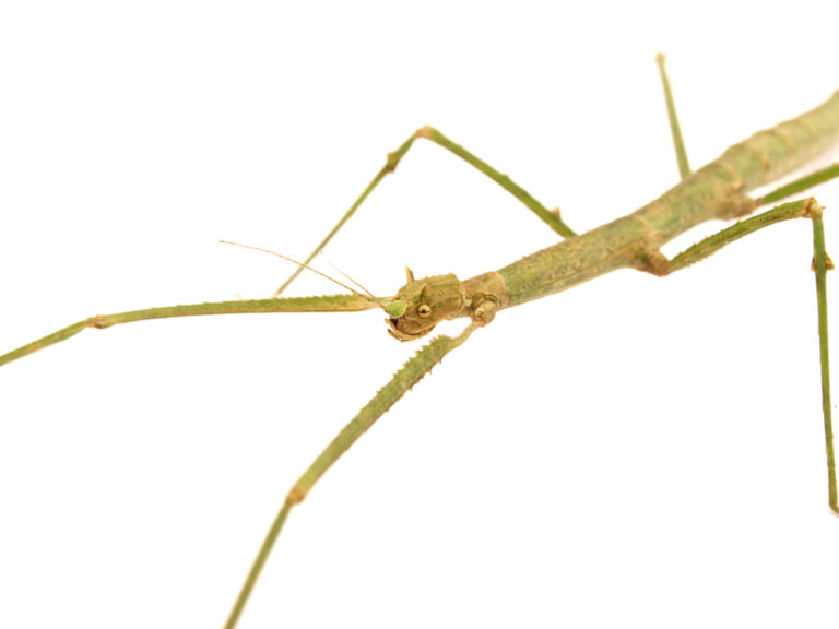 Stick Insect Care Sheet: Setup, Feeding, Handling, & More