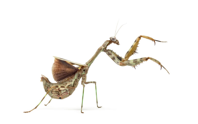 15 Praying Mantis Species to Keep as Pets (Ranked By Difficulty)