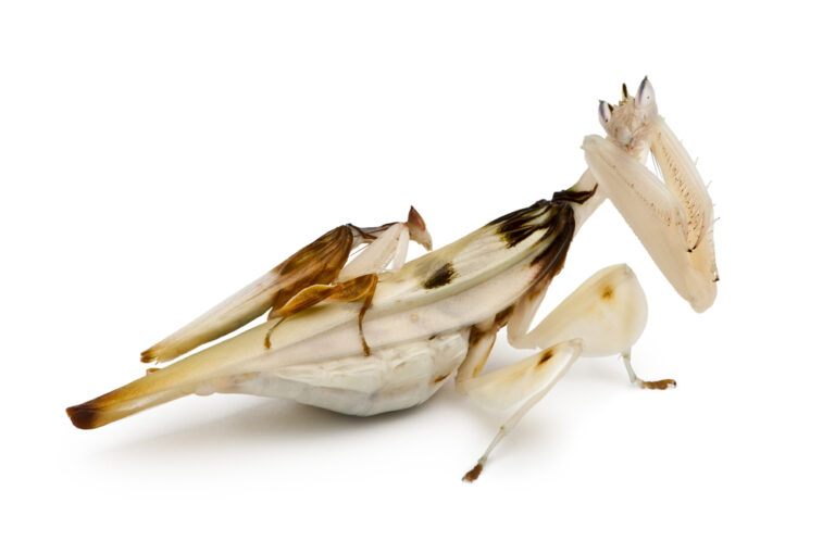 Orchid Mantis Care, Information, & Pictures - Insect Keeper