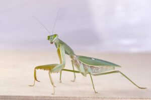 15 Praying Mantis Species to Keep as Pets (Ranked By Difficulty)