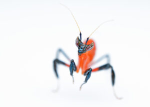 Orchid Mantis Care, Information, & Pictures - Insect Keeper