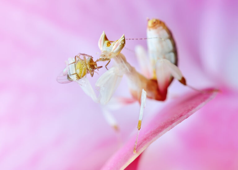 Orchid Mantis Care, Information, & Pictures - Insect Keeper