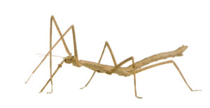 Stick Insect Care Sheet: Setup, Feeding, Handling, & More
