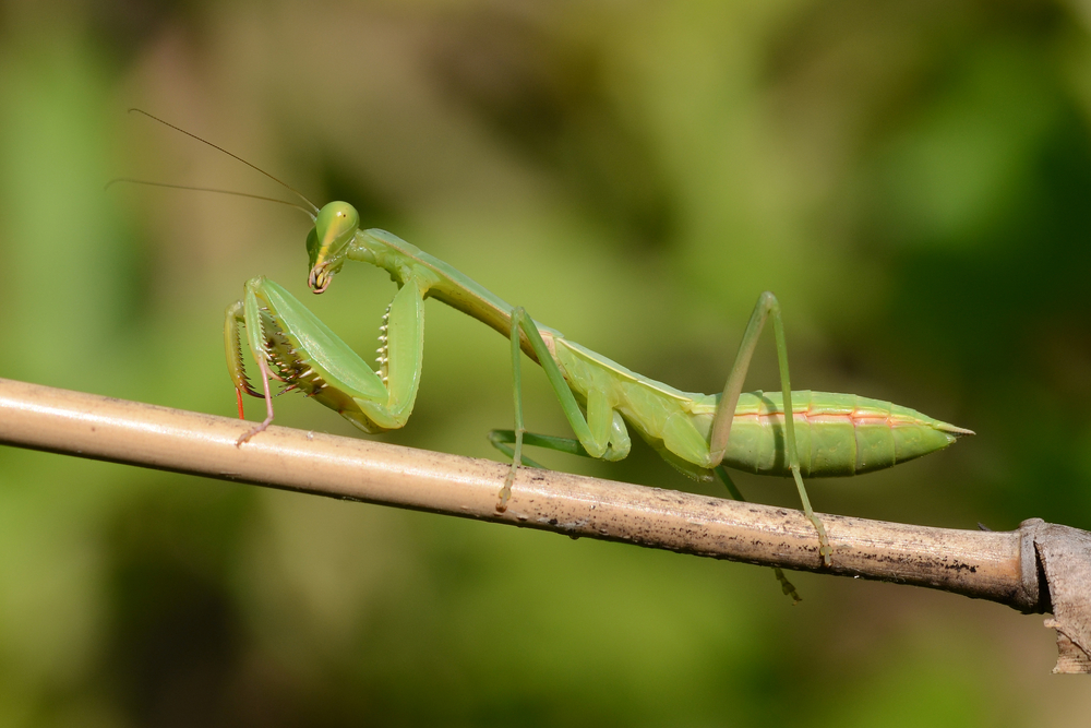 Giant Asian Mantis Care Sheet Setup Feeding More Insect Keeper
