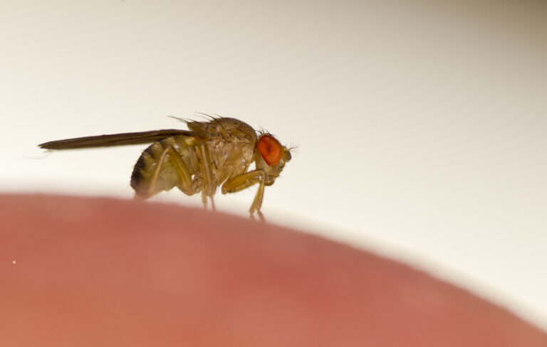 Breeding Fruit Flies at Home: The Complete Guide - Insect Keeper