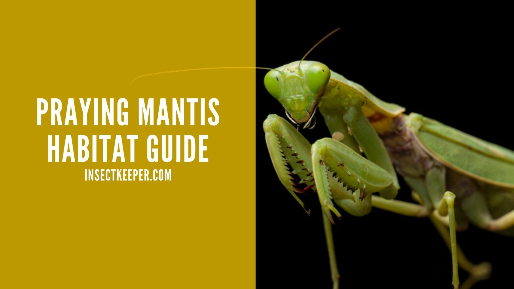 How to Set up a Praying Mantis Habitat (Step-by-Step) - Insect Keeper
