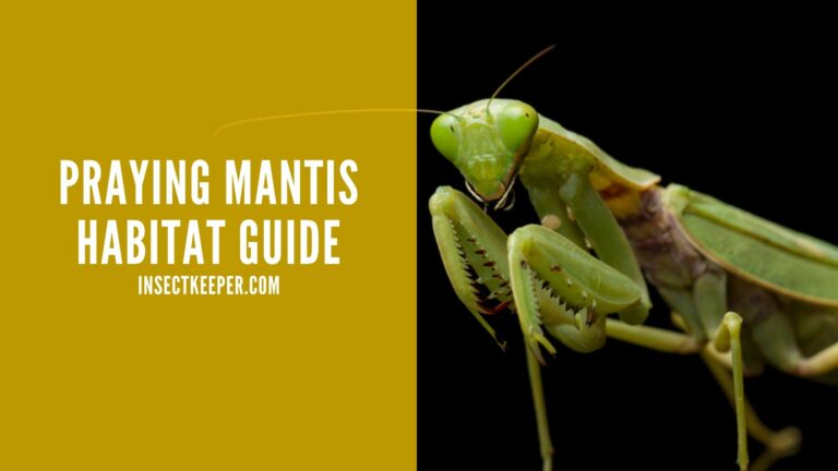 How to Set up a Praying Mantis Habitat (Step-by-Step) - Insect Keeper