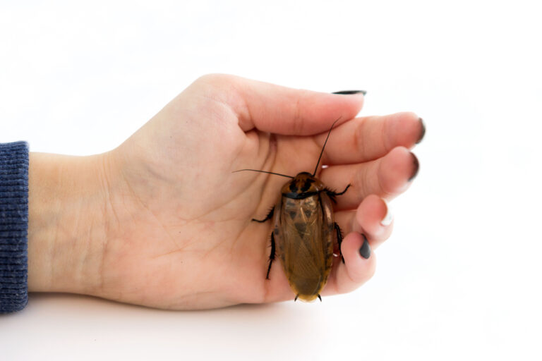 9 Awesome Cockroach Species to Keep as Pets - Insect Keeper