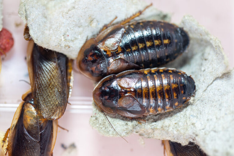 9 Awesome Cockroach Species to Keep as Pets - Insect Keeper