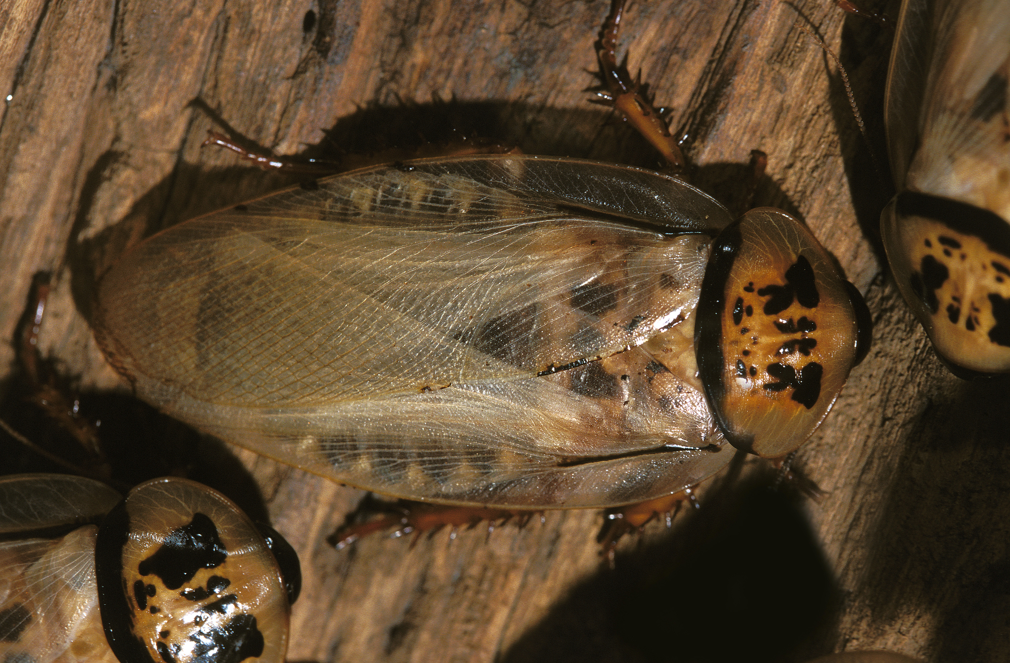9 Awesome Cockroach Species to Keep as Pets - Insect Keeper