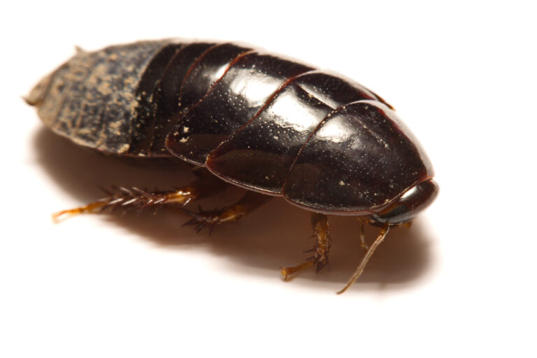 9 Awesome Cockroach Species to Keep as Pets - Insect Keeper