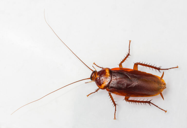 9 Awesome Cockroach Species to Keep as Pets - Insect Keeper